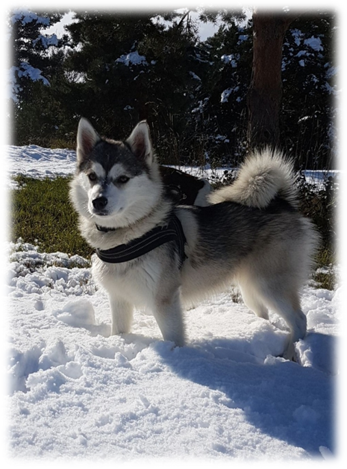 NOS POMSKYS – ELEVAGE VELAY POMSKY